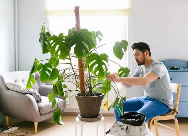 Planta d'interior popular Monstera