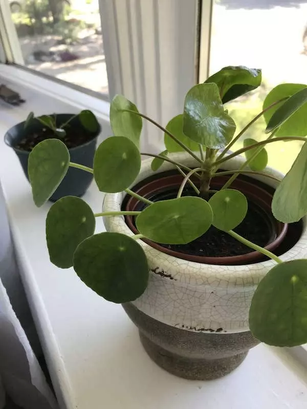 Pilea populêre húsplant