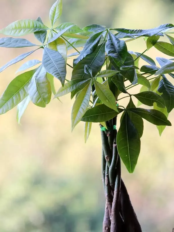 Planta de interior popular da árbore do diñeiro