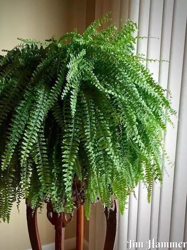 Boston fern populêre húskeplant