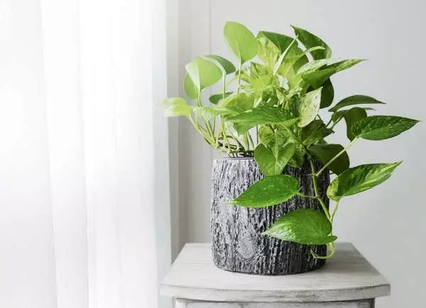 Pothos مشهور houseplant