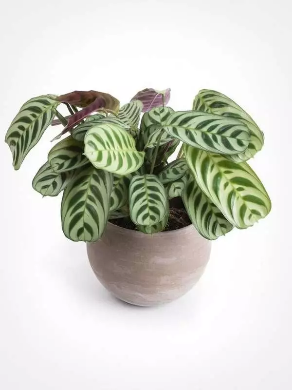 Thov Vajtswv Nroj tsuag nrov houseplant