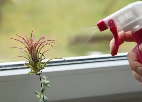 Tillandsia suosittu huonekasvi