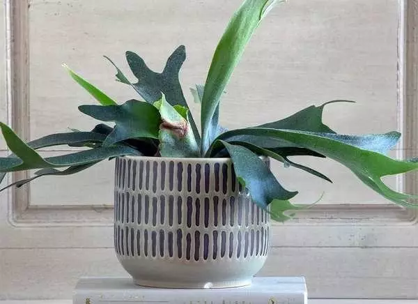 Staghorn Fern nrov houseplant