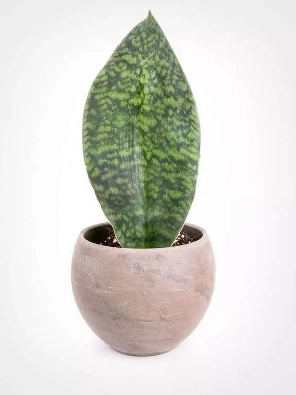 Snake Plant suosittu huonekasvi