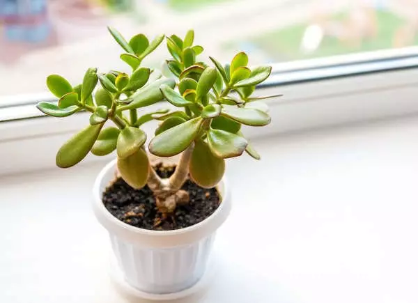 Jade nrov houseplant