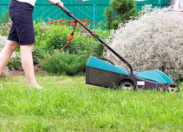 Thời gian tốt nhất trong ngày để cắt cỏ vào mùa hè