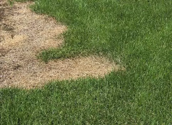 Оштећење травњака од сунца лети