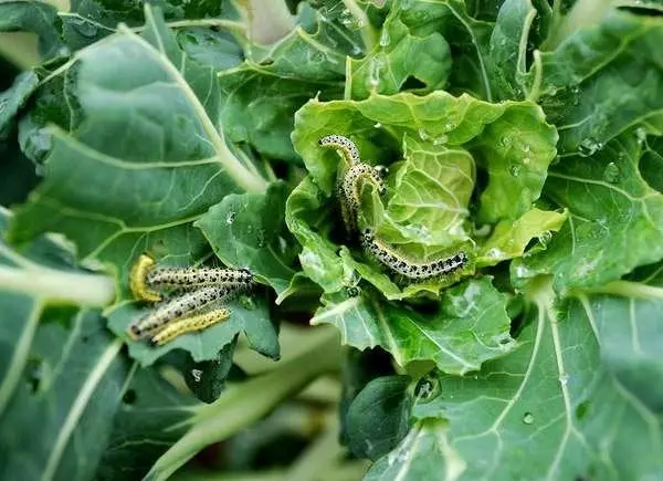 Bawo ni lati Repels Caterpillars