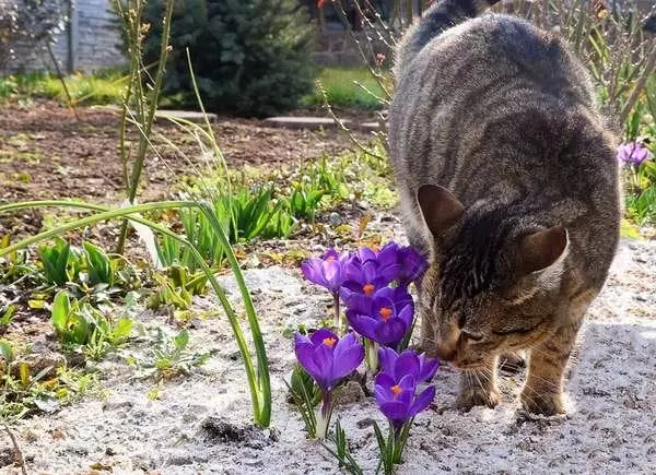 Як адпудзіць котак