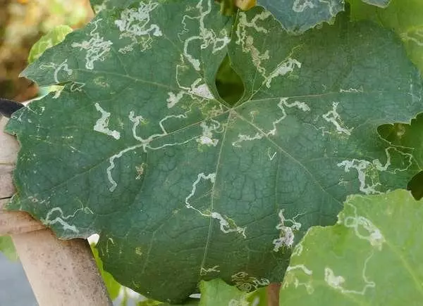 Wéi vun Leaf Miner lass ze kréien