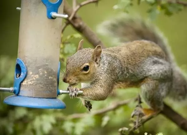 Unsaon Pagtangtang sa mga Squirrel