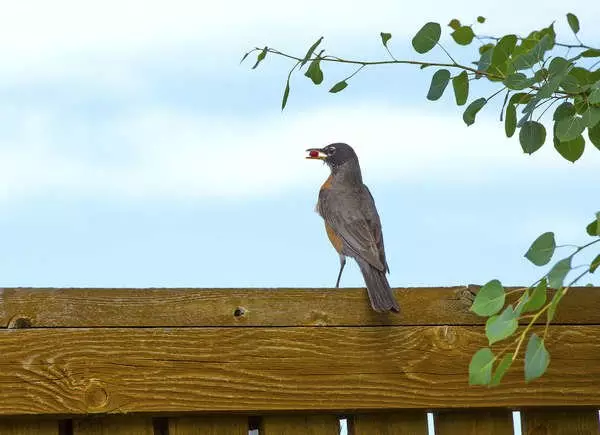 Cara Mengusir Burung