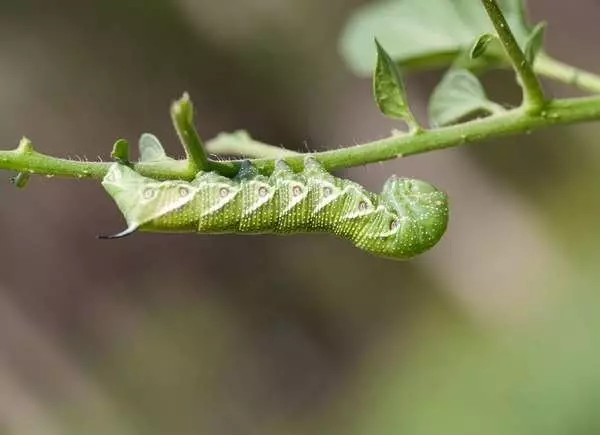 Wéi kënnt Dir vun Tomate Hornworms lass ginn