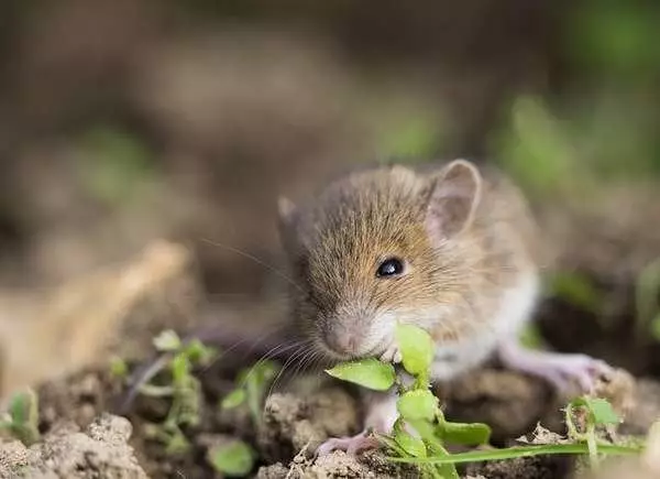 Kon Unsaon Paglikay sa mga Rodents