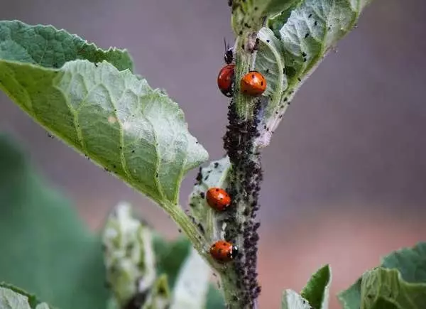 Aphids хэрхэн устгах вэ