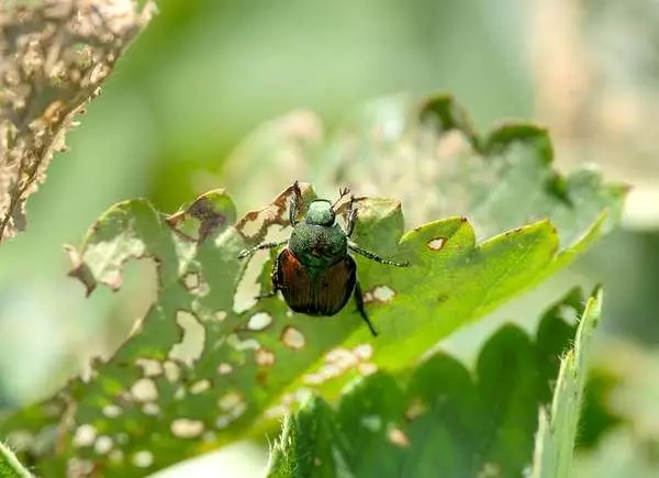 Bawo ni lati Repel Japanese Beetles