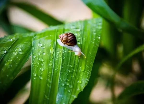 Cara Mengusir Siput dan Siput