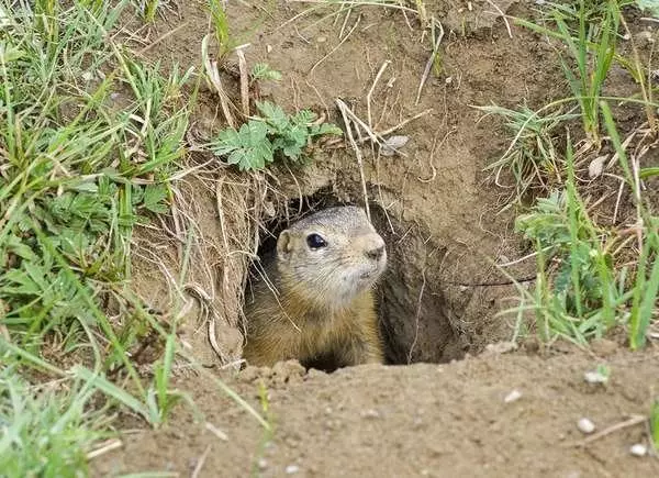 Unsaon Pagsalikway sa mga Gopher