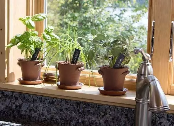 windowsill herb garden kit