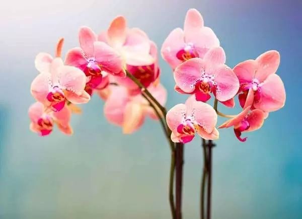 Mga orkid