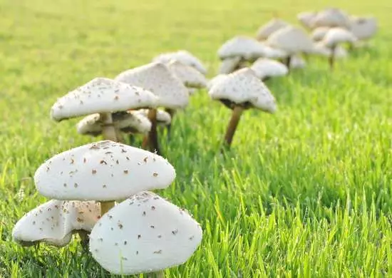 Mushrooms na Lawn