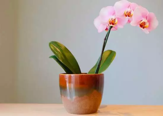 Orkidé stueplante
