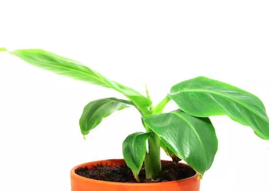 Bannann Plant Houseplant