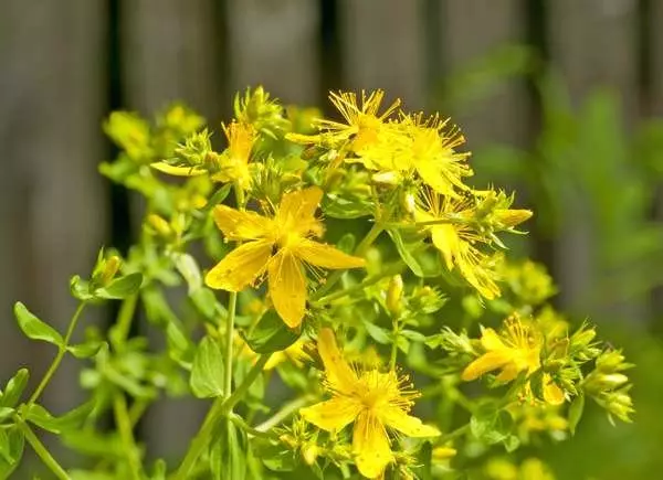 Eczema bi St. John's Wort Plant derman bikin