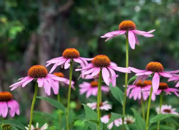 Sermaya xwe bi Echinacea derman bikin