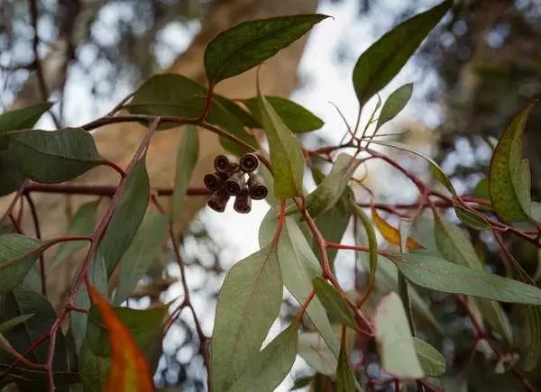 Bi Eucalyptus Sinusên Paqij bikin