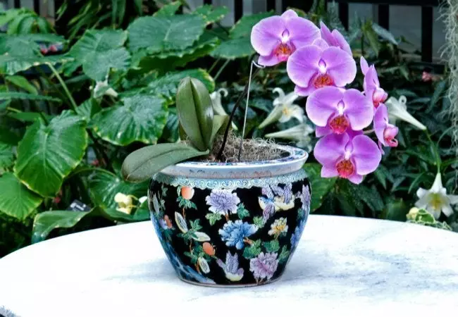 Verwendung von Eis - Bewässerung von Orchideen