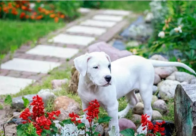 Puppyproofing - hondvriendelijke achtertuin