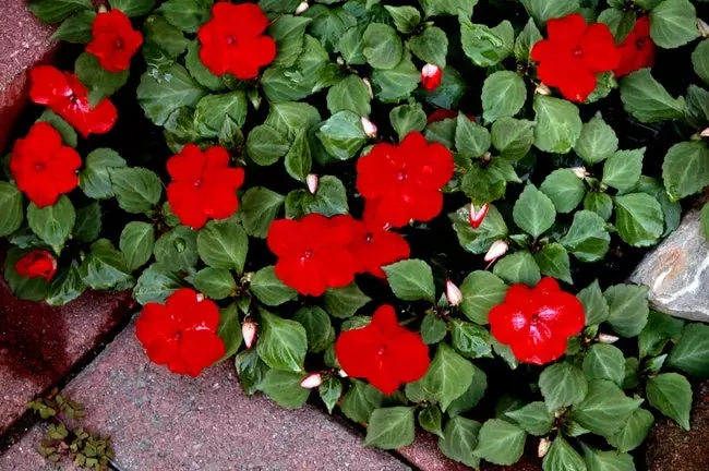 Downy Mold and Impatiens - Red Variety