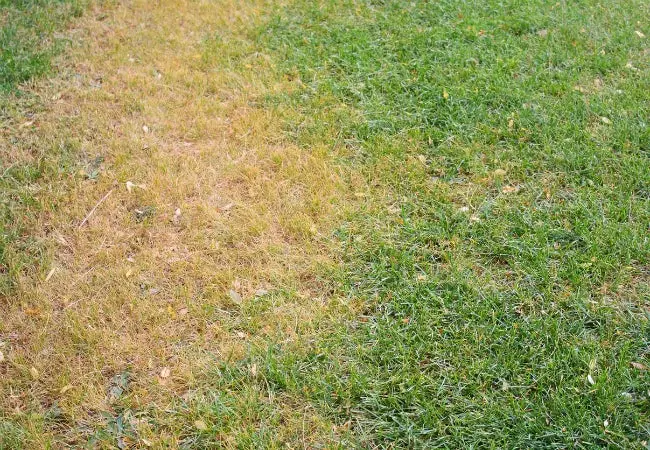 Liečba plesní na trávniku - hnedá náplasť
