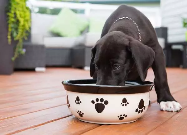 Cachorro comendo fora do prato